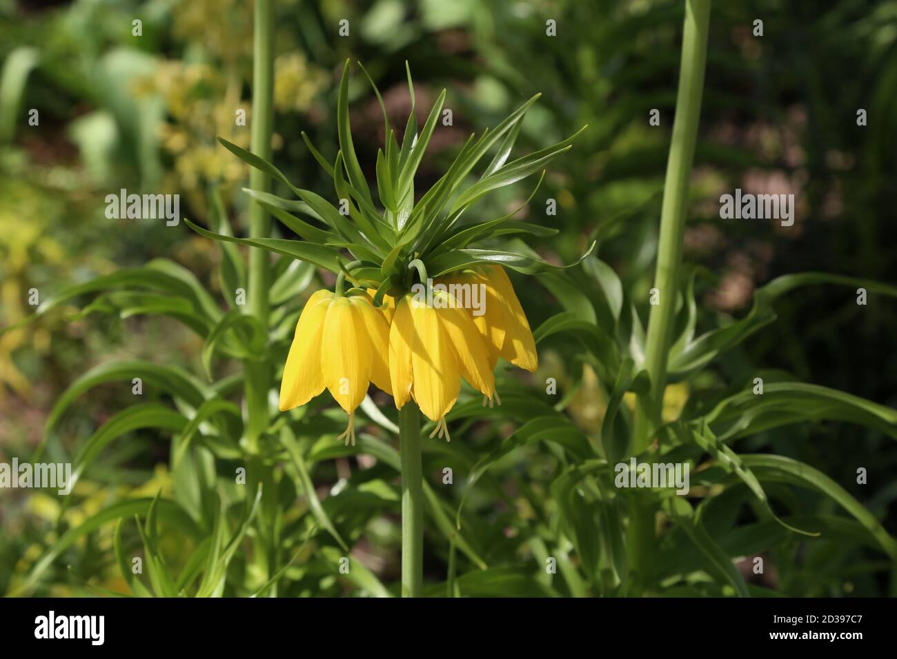 Yellow crown imperial hi-res stock photography and images - Alamy