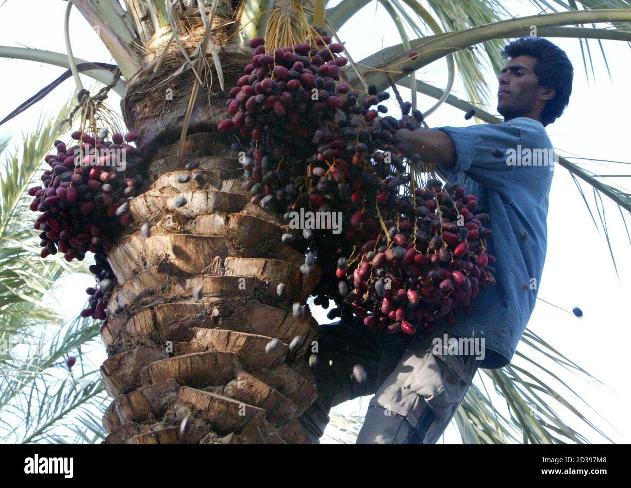 Trees in tehran province iran hi-res stock photography and images - Alamy