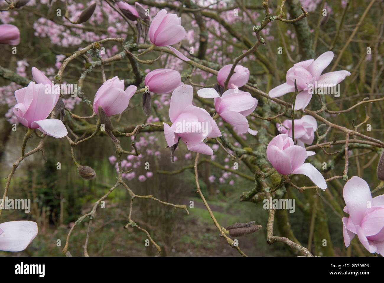Spring Flowering Deciduous Magnolia Tree (Magnolia seedling 'Charles ...