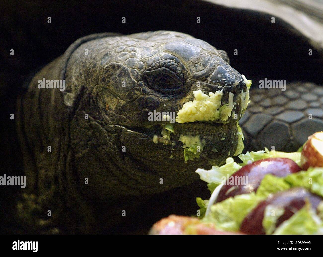 Animal zoo meals hi-res stock photography and images - Alamy