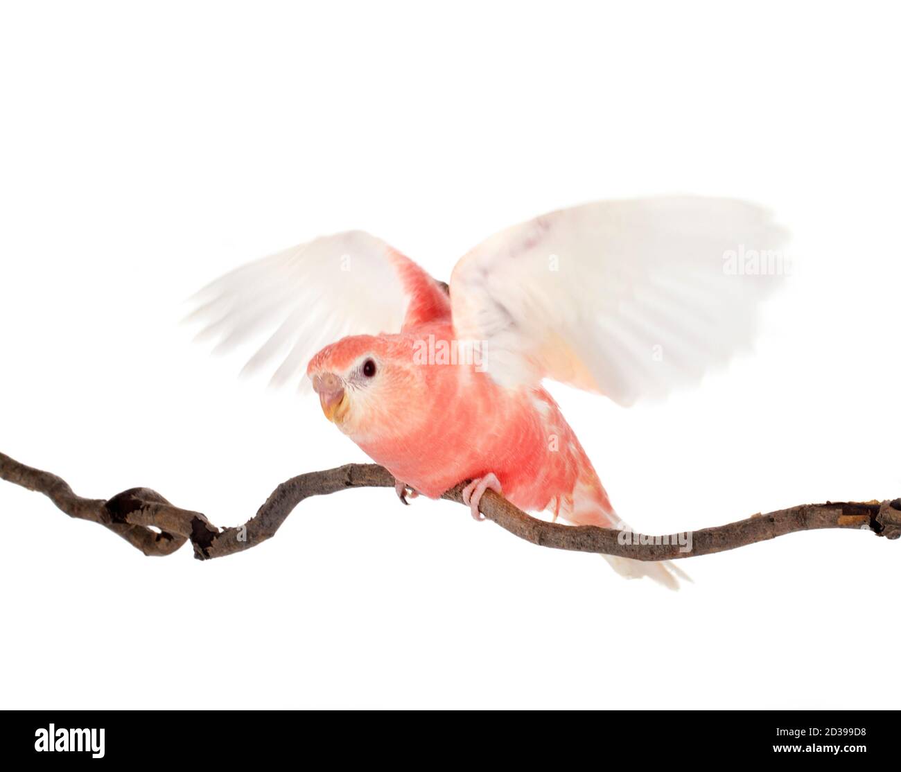Bourke parrot in front of white background Stock Photo - Alamy