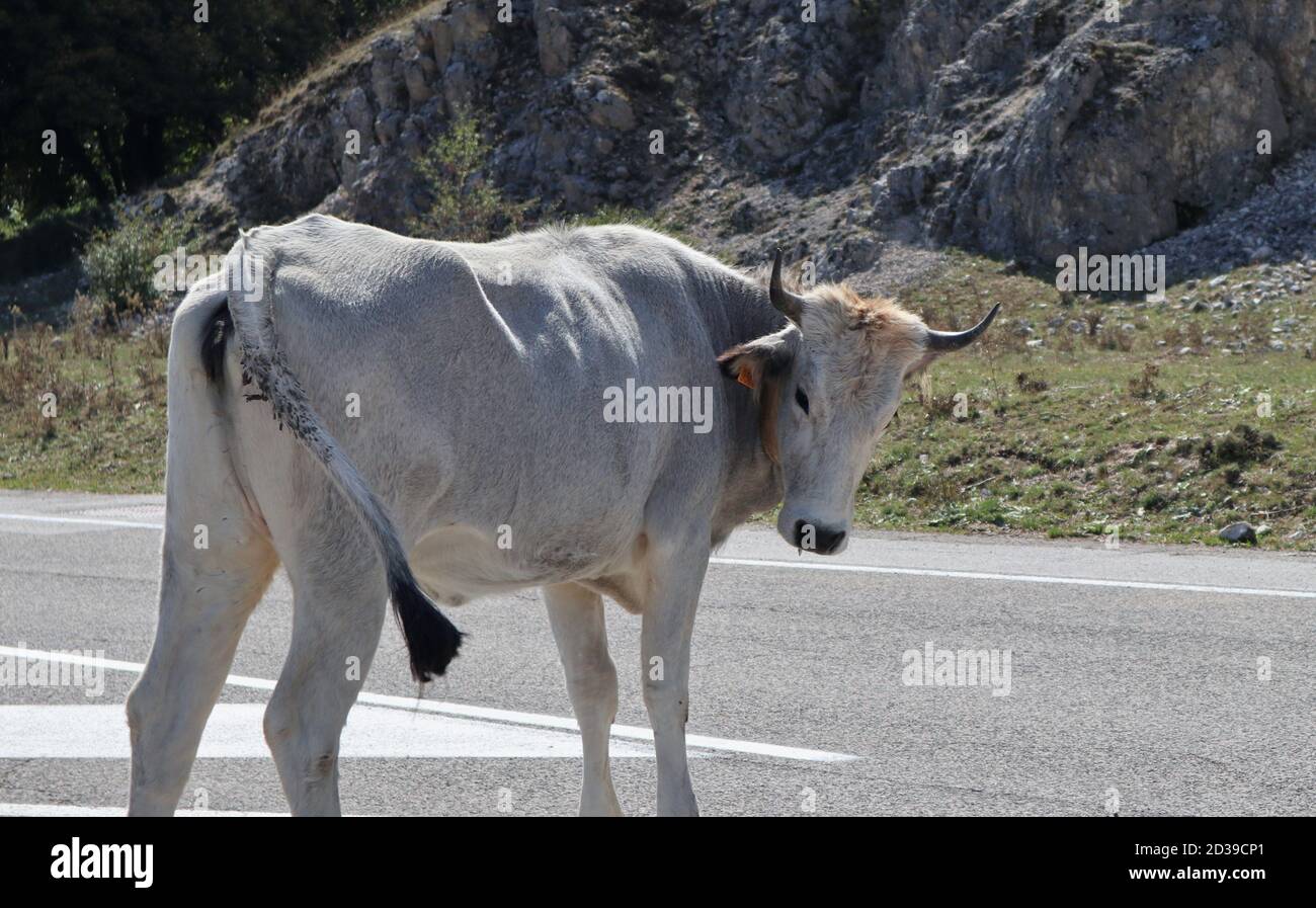 Mucca verde hi-res stock photography and images - Alamy