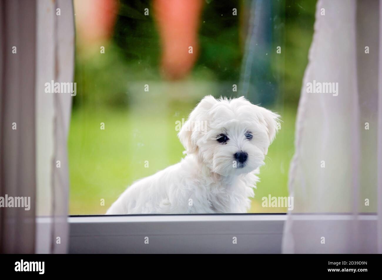 Little maltese puppy breed dog, sitting behind the window outdoors ...