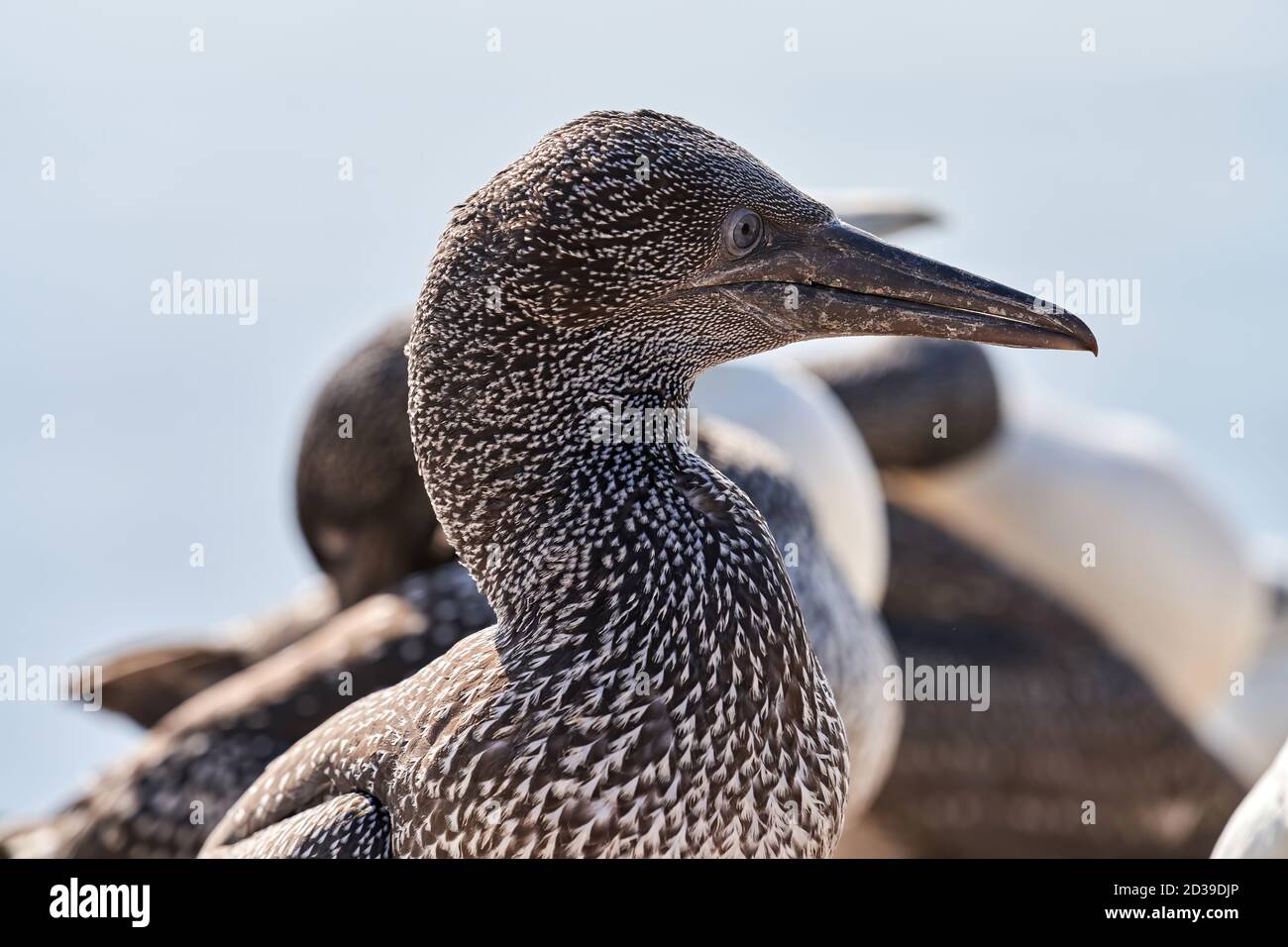 Close-up of young Northern Gannet standing in front of a group adults ...