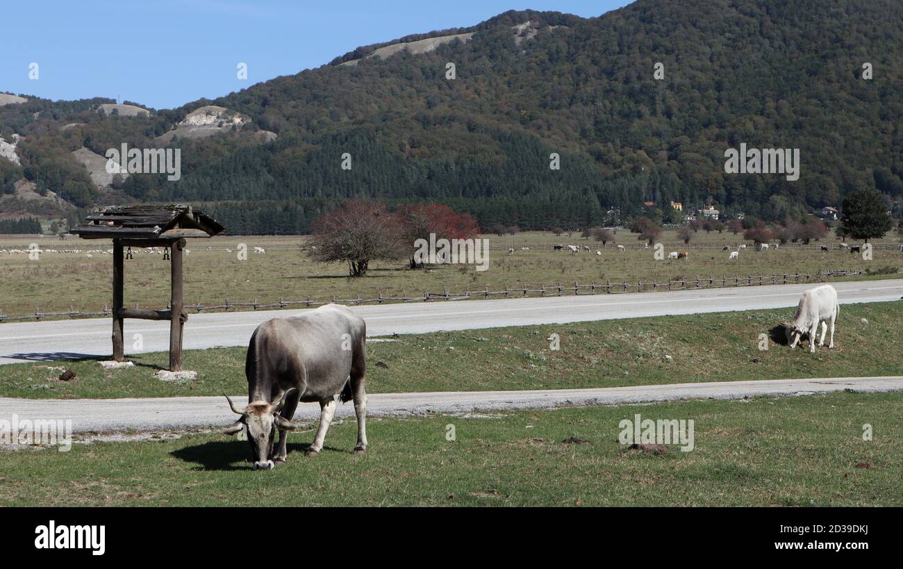 Bagnoli Irpino - Mucche al pascolo su Lago Laceno Stock Photo - Alamy