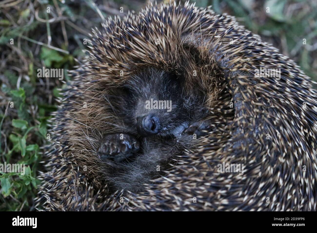 Hedgehog head hi-res stock photography and images - Alamy