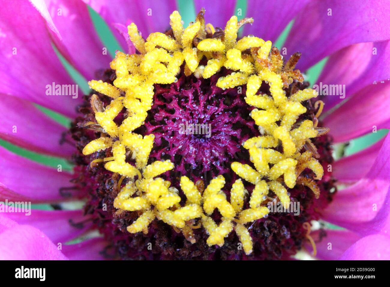 Zinnie High Resolution Stock Photography and Images - Alamy