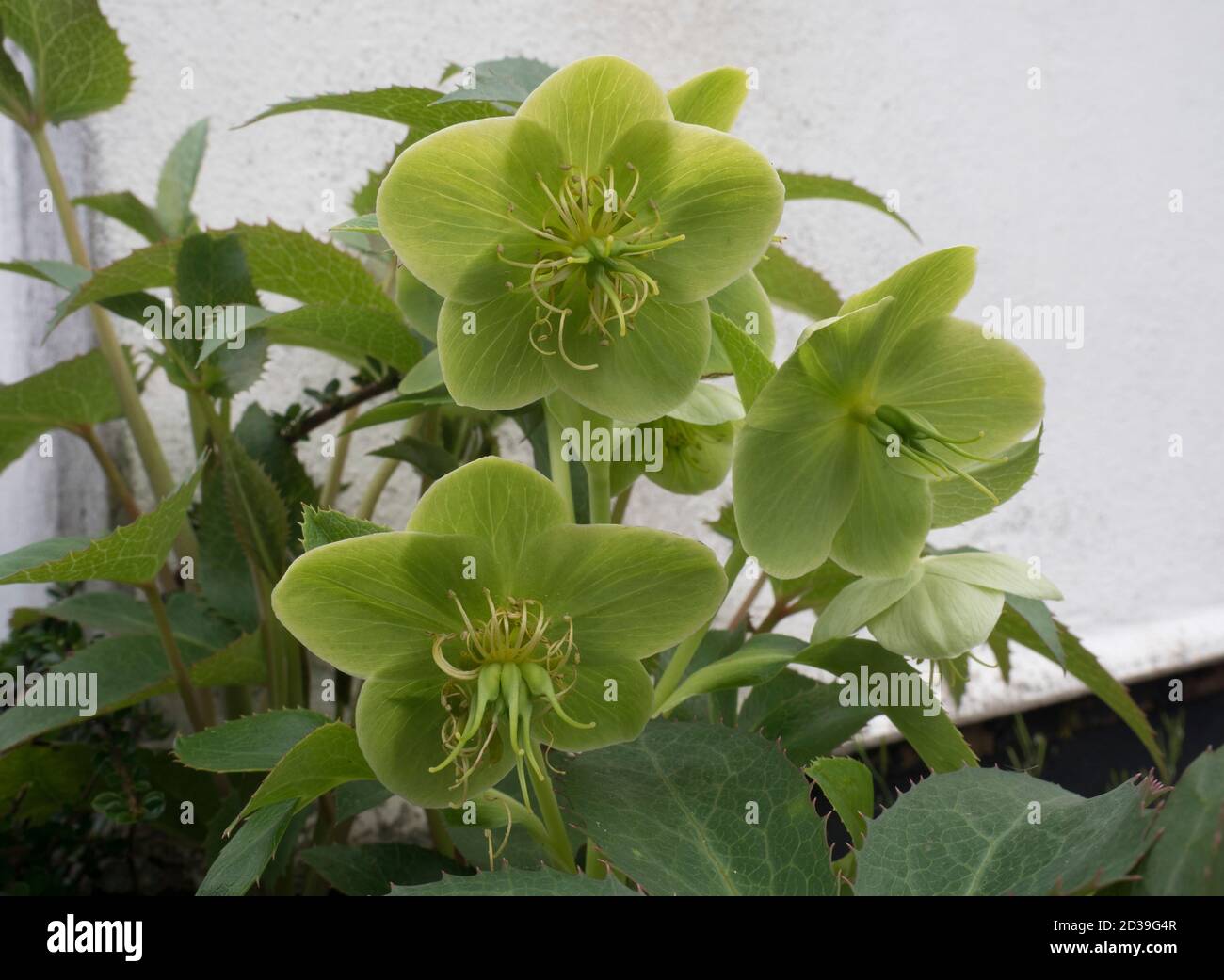 Holly-leaved Hellebore, Helleborus argutifolius corsicus, in flower ...