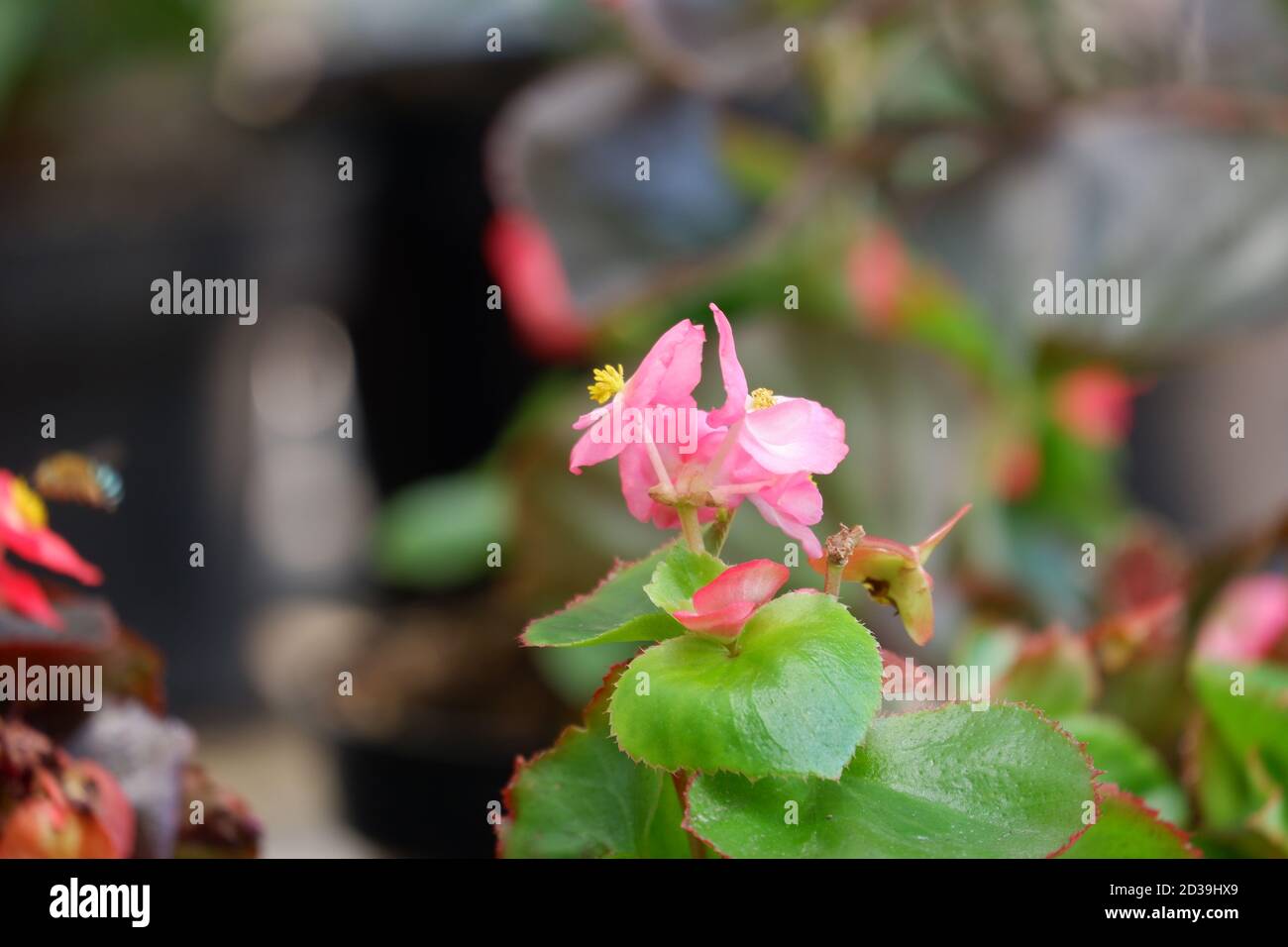 Begonia semperflorens or Wax Begonia is used as an outdoor ornamental ...