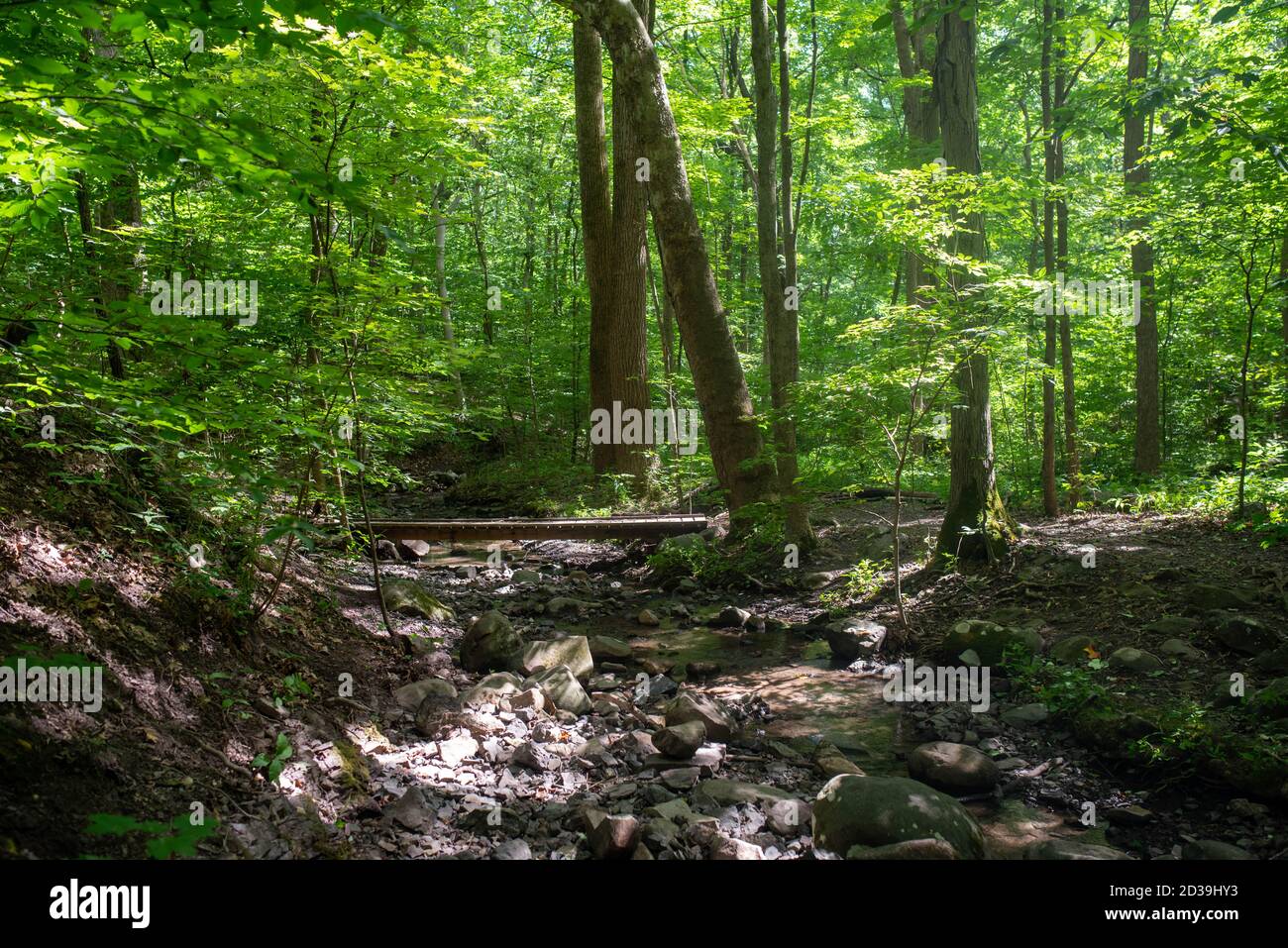 Wooden footbridge across an idyllic forest stream Stock Photo - Alamy