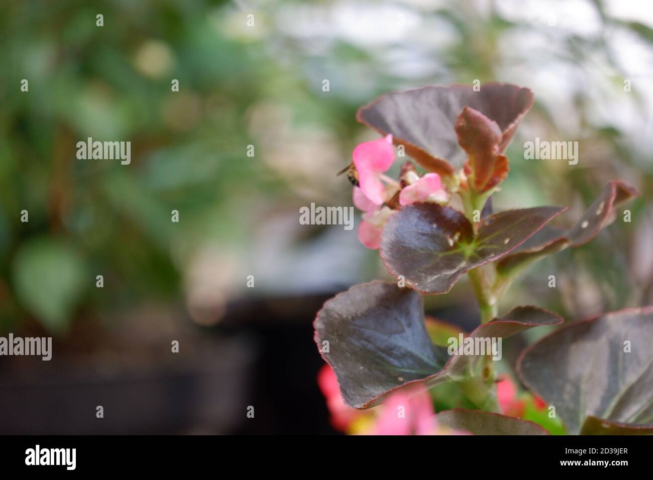 Begonia semperflorens or Wax Begonia is used as an outdoor ornamental ...
