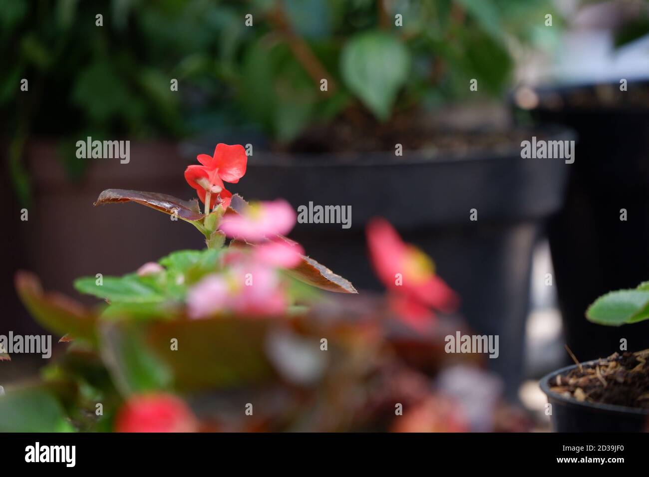 Begonia semperflorens or Wax Begonia is used as an outdoor ornamental ...