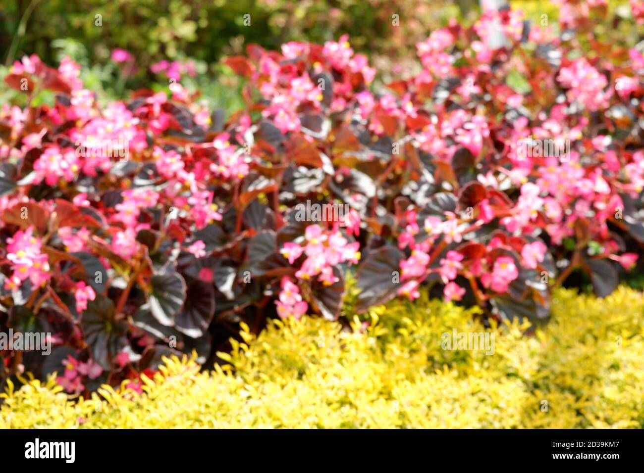 Begonia semperflorens or Wax Begonia is used as an outdoor ornamental ...