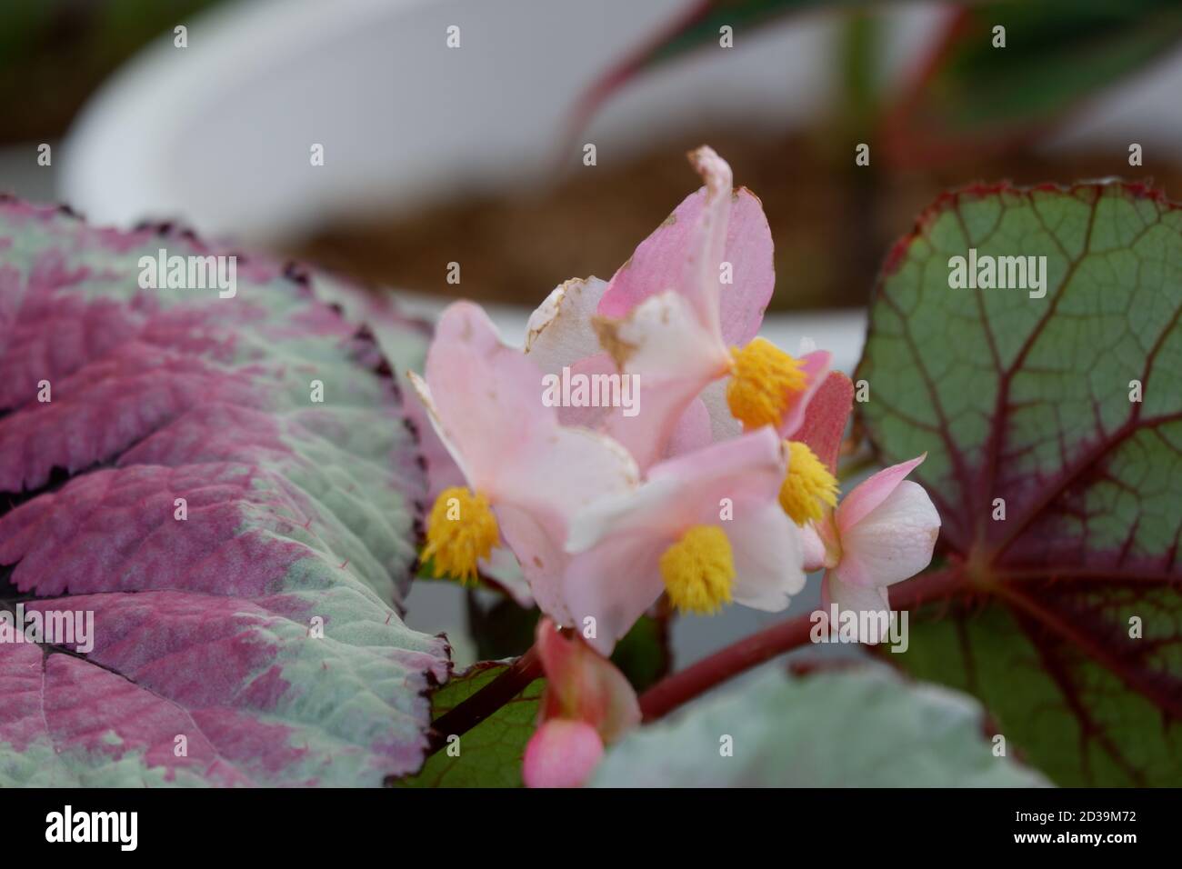 Begonia semperflorens or Wax Begonia is used as an outdoor ornamental ...