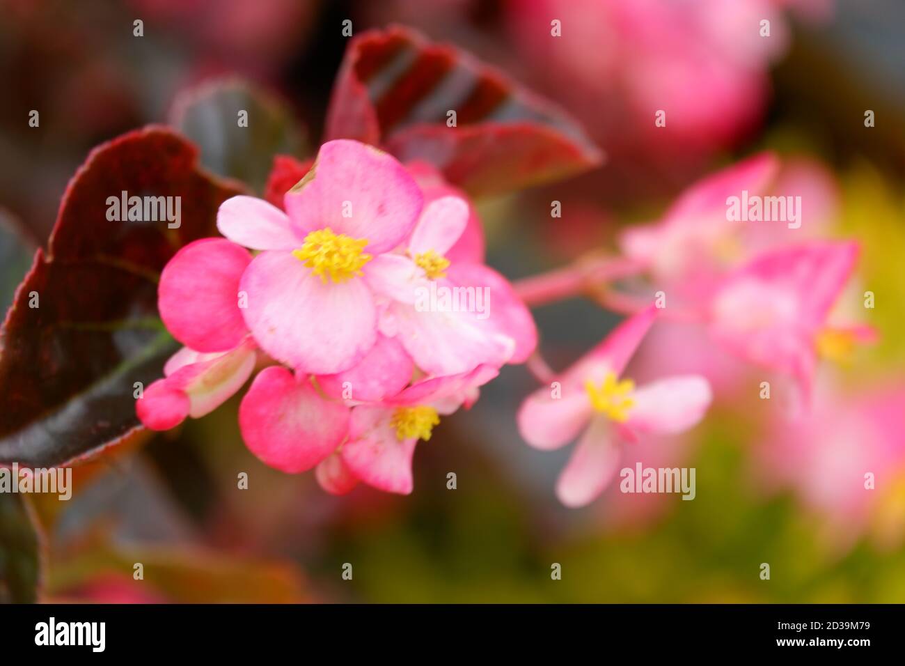 Begonia semperflorens or Wax Begonia is used as an outdoor ornamental ...