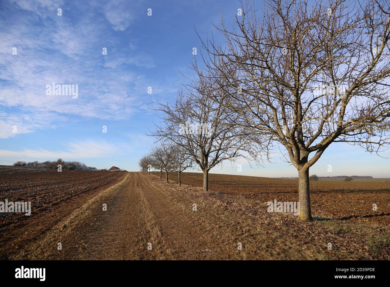 Field with dry trees under a bright blue sky Stock Photo - Alamy