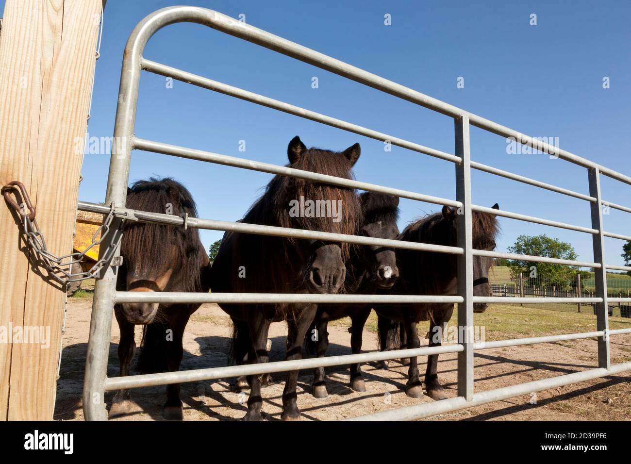 Four ponies behind the bars of a metal gate Stock Photo - Alamy