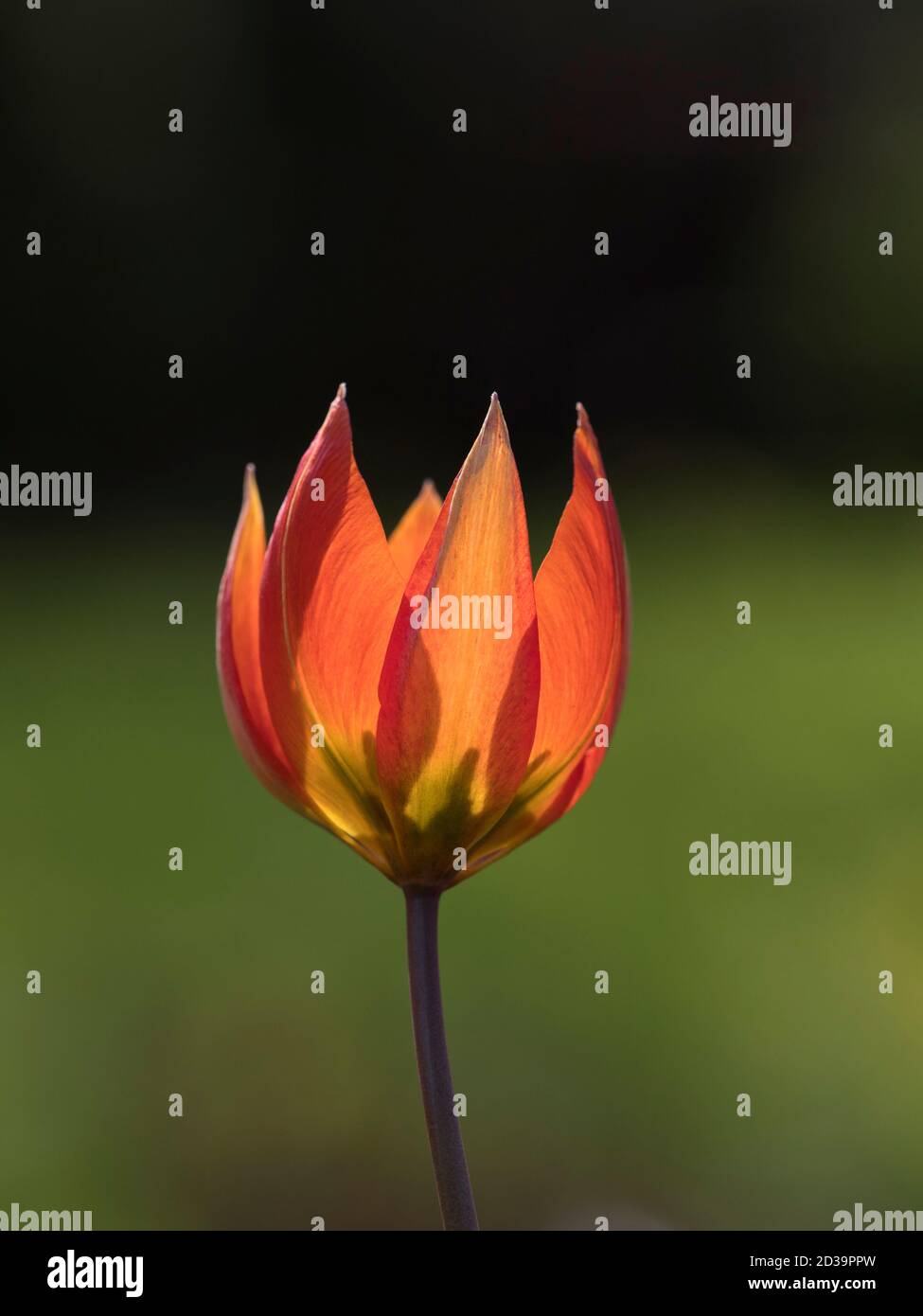 Tulip, Tulipa orphanidea, Whittallii Group, close-up of single flower ...