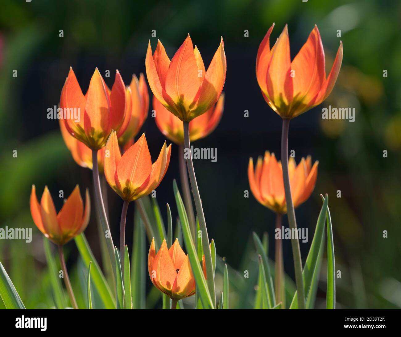 Backlit group flowering plants hi-res stock photography and images - Alamy