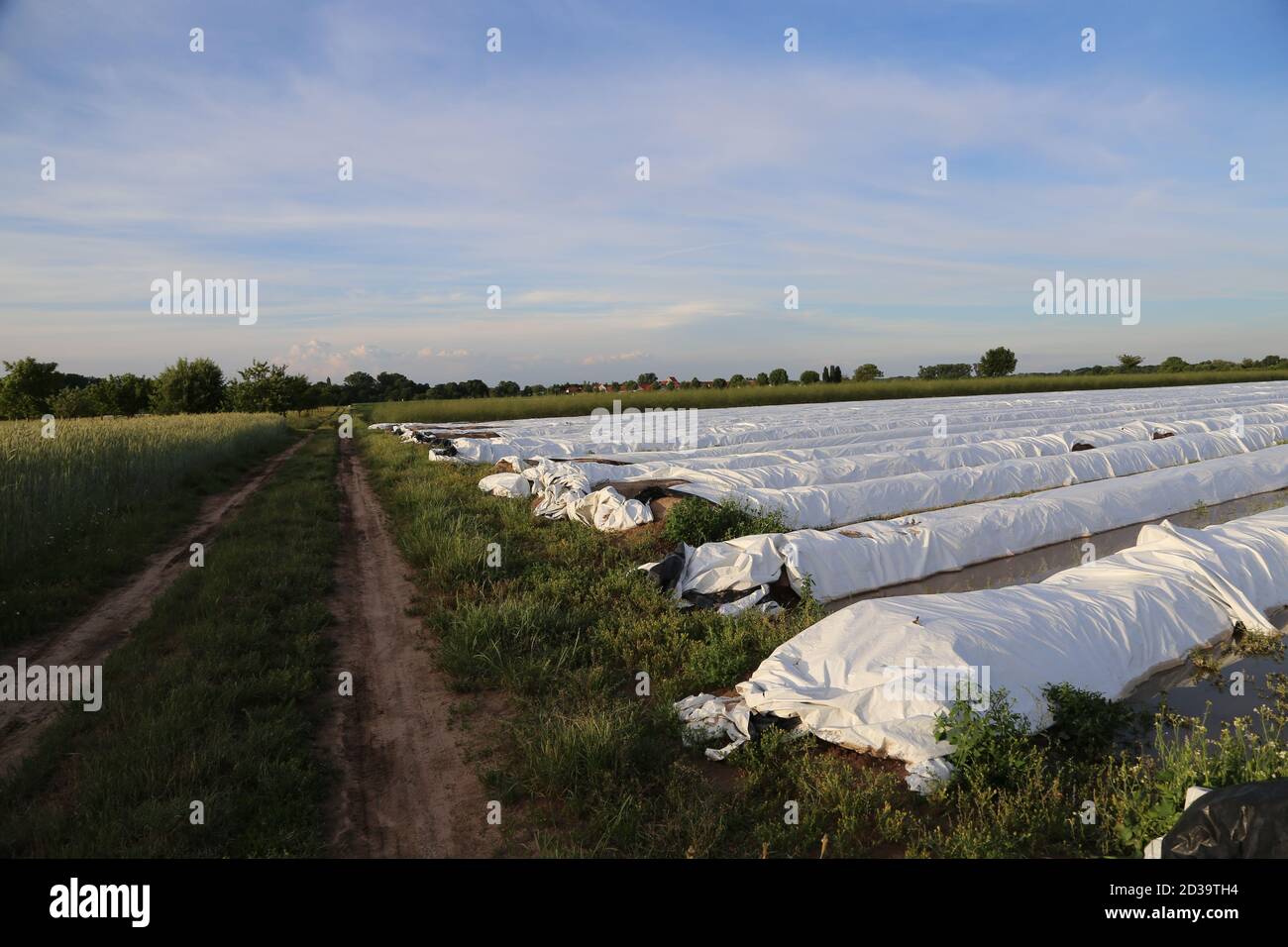 Cultivated farmland covered in plastic Stock Photo - Alamy