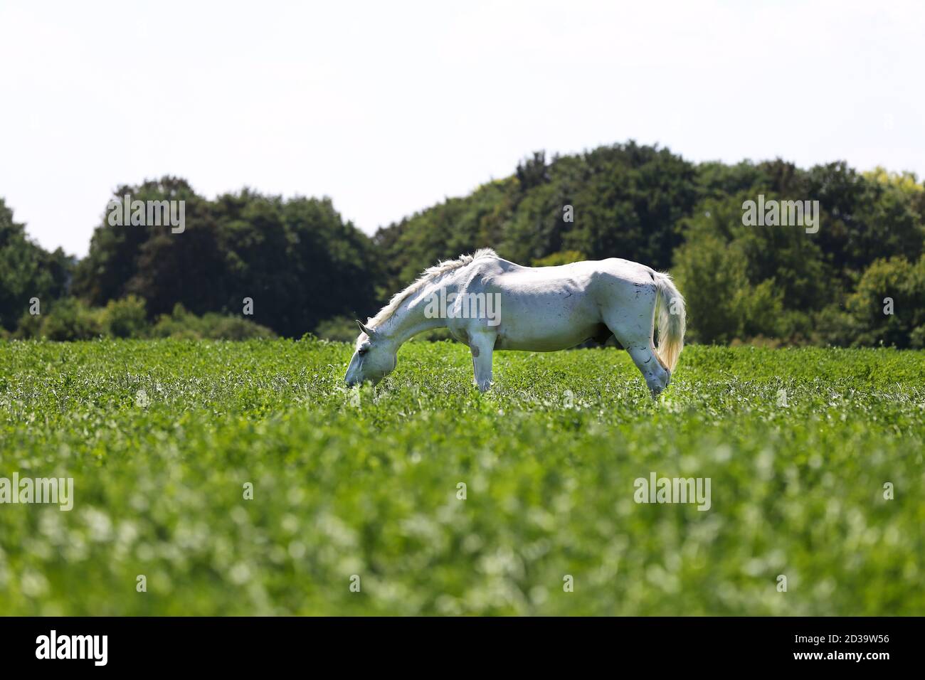 Very old lipizzan horse grazes on rural animal farm Stock Photo - Alamy