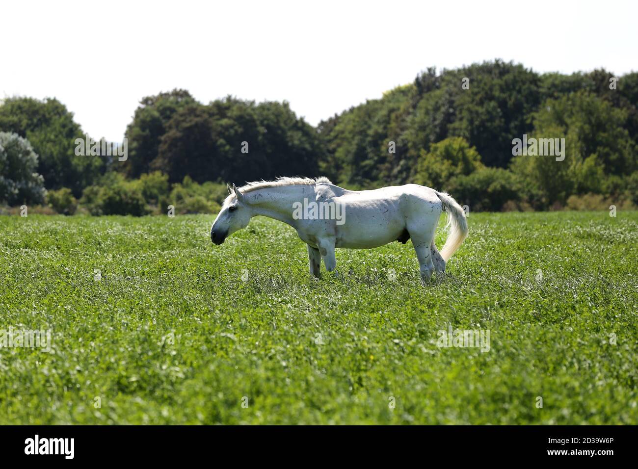 Very old lipizzan horse grazes on rural animal farm Stock Photo - Alamy