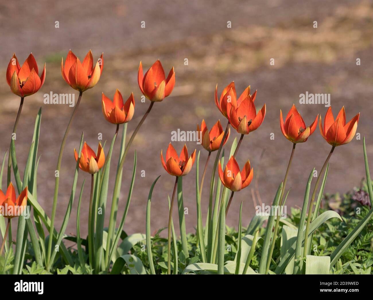 Front lit hi-res stock photography and images - Alamy