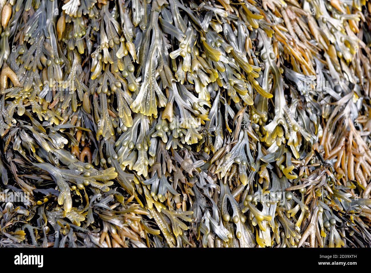 Sea Grass Ecosystem High Resolution Stock Photography and Images - Alamy