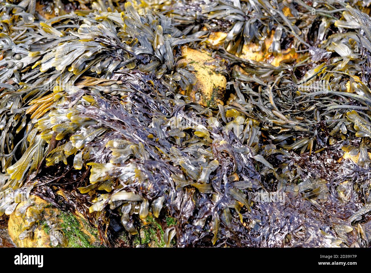 Close up of seaweed covering rocks. Brown seaweed - bladderwrack on the ...
