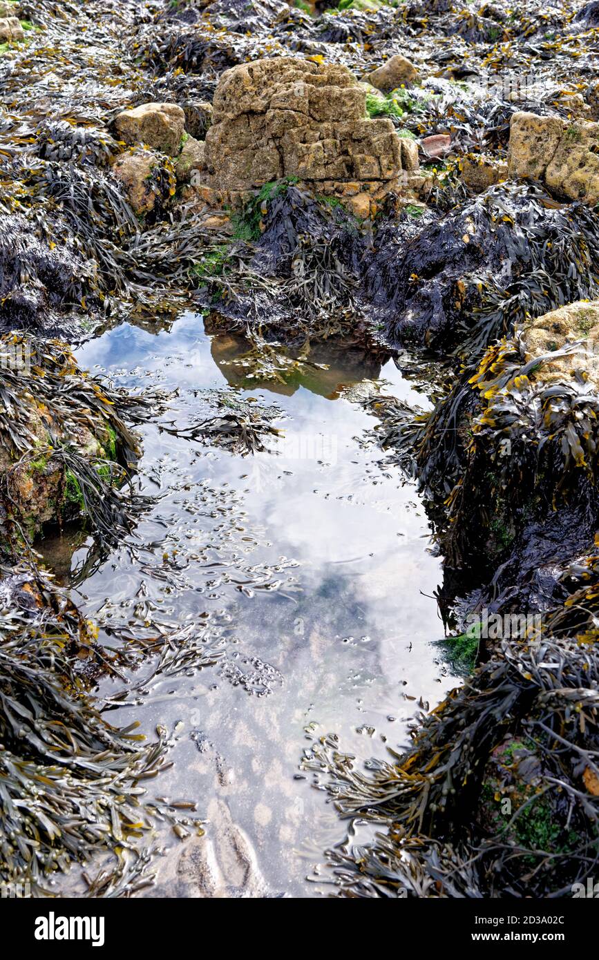 Sea Grass Ecosystem High Resolution Stock Photography and Images - Alamy