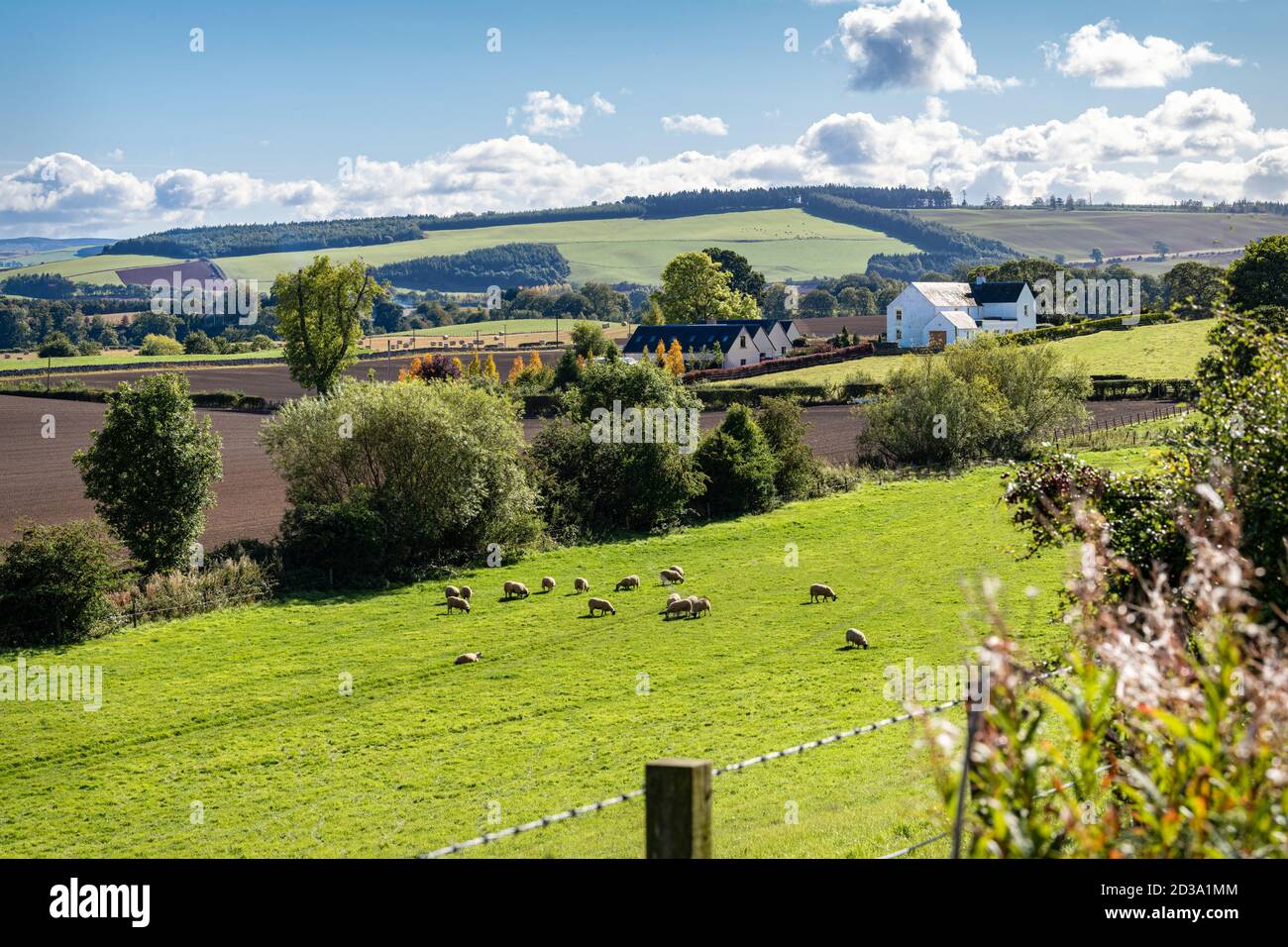 Sheep grazing in the Teviot Valley, Scottish Borders Stock Photo - Alamy
