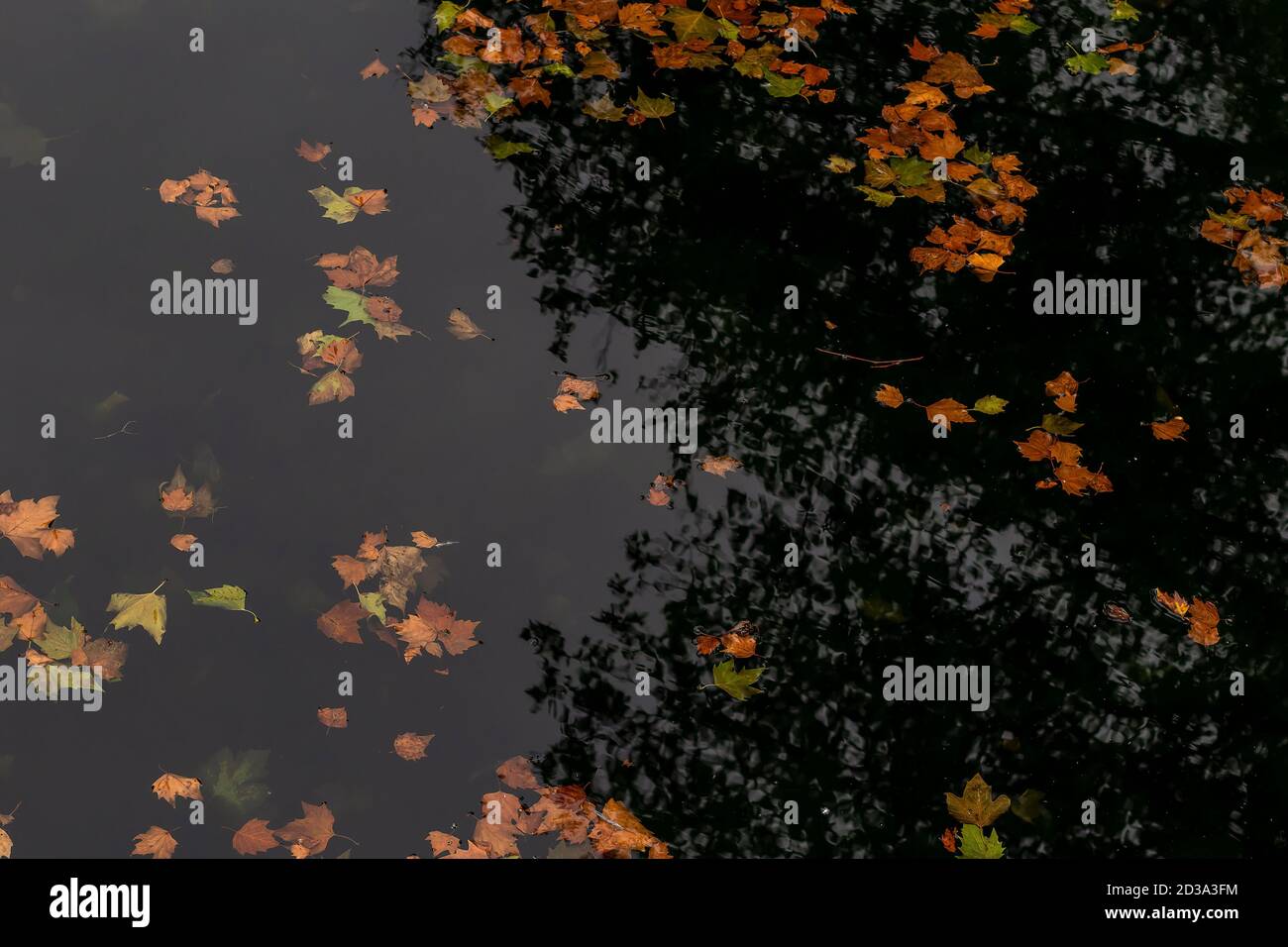 Bright autumn leaves in the puddle with reflection Stock Photo - Alamy