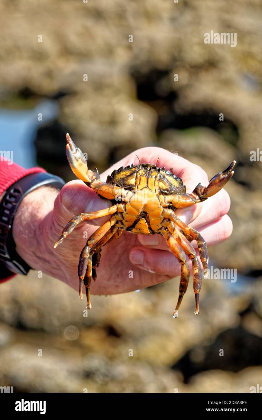 Hand of man holding common shore sea crab at low tide on the Durham ...