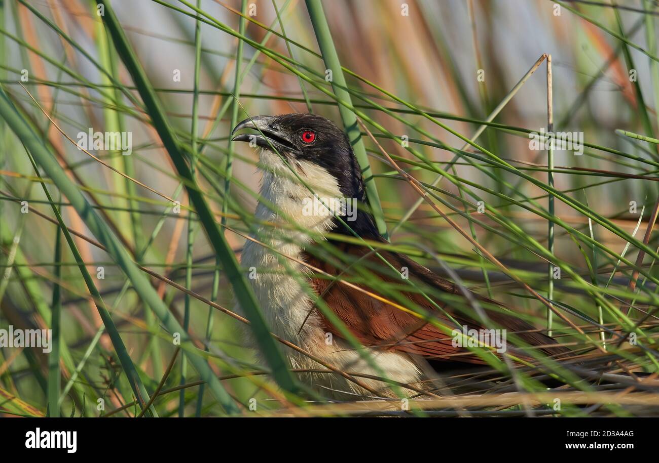 Centropus senegalensis hi-res stock photography and images - Alamy