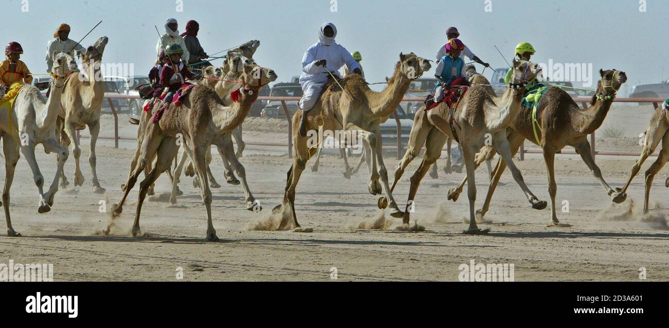 Camels desert kuwait hi-res stock photography and images - Alamy
