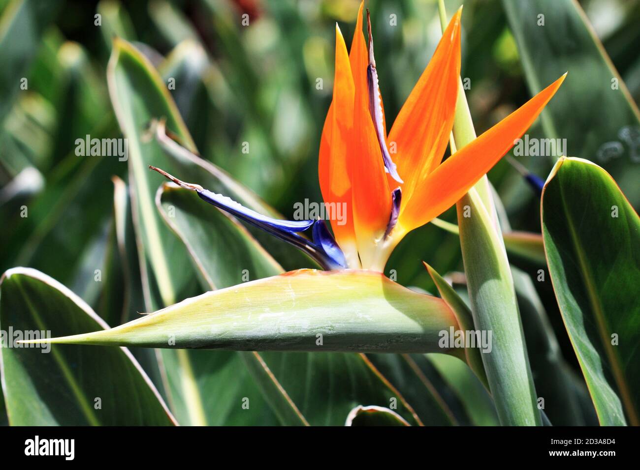 Strelitziengewachs hi-res stock photography and images - Alamy