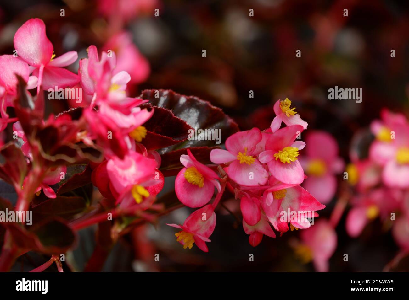 Begonia semperflorens or Wax Begonia is used as an outdoor ornamental ...