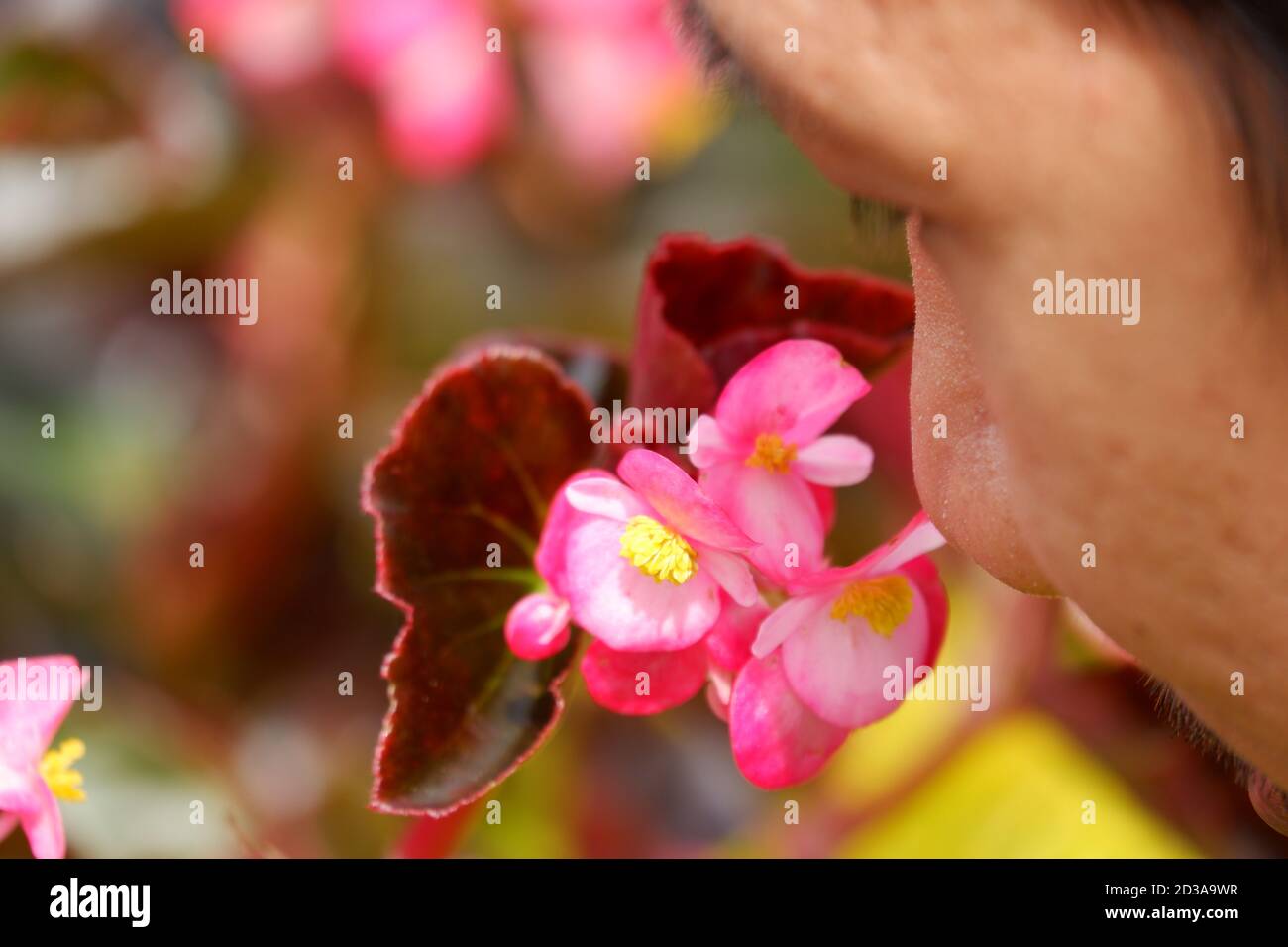 Begonia semperflorens or Wax Begonia is used as an outdoor ornamental ...
