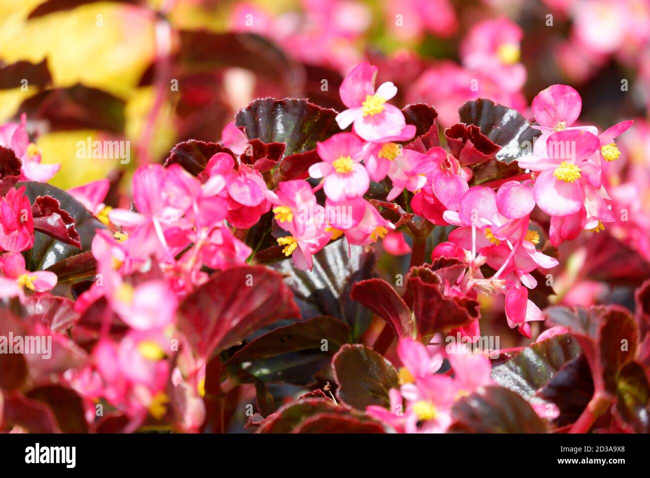 Begonia semperflorens or Wax Begonia is used as an outdoor ornamental ...