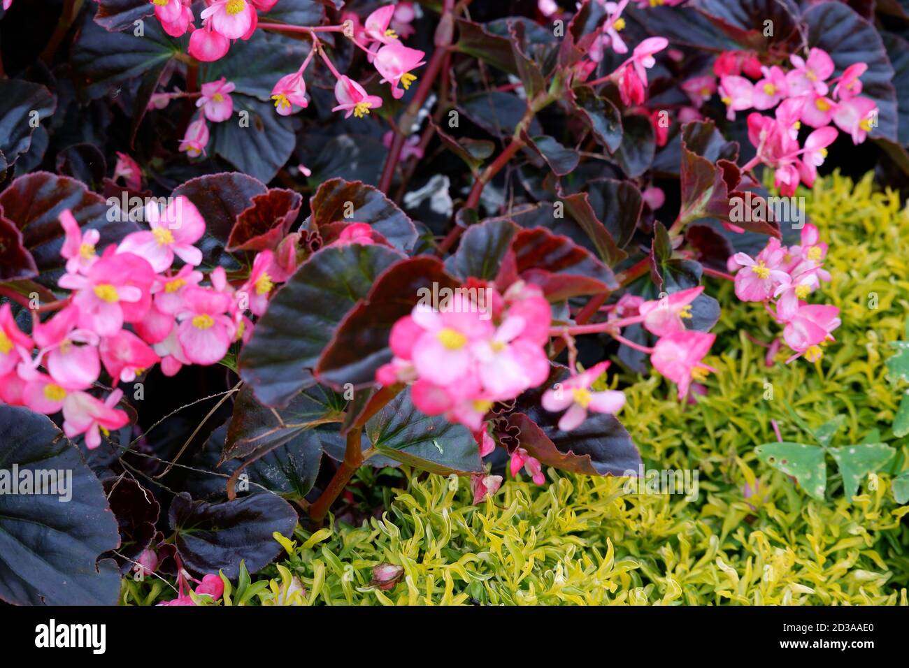 Begonia semperflorens or Wax Begonia is used as an outdoor ornamental ...