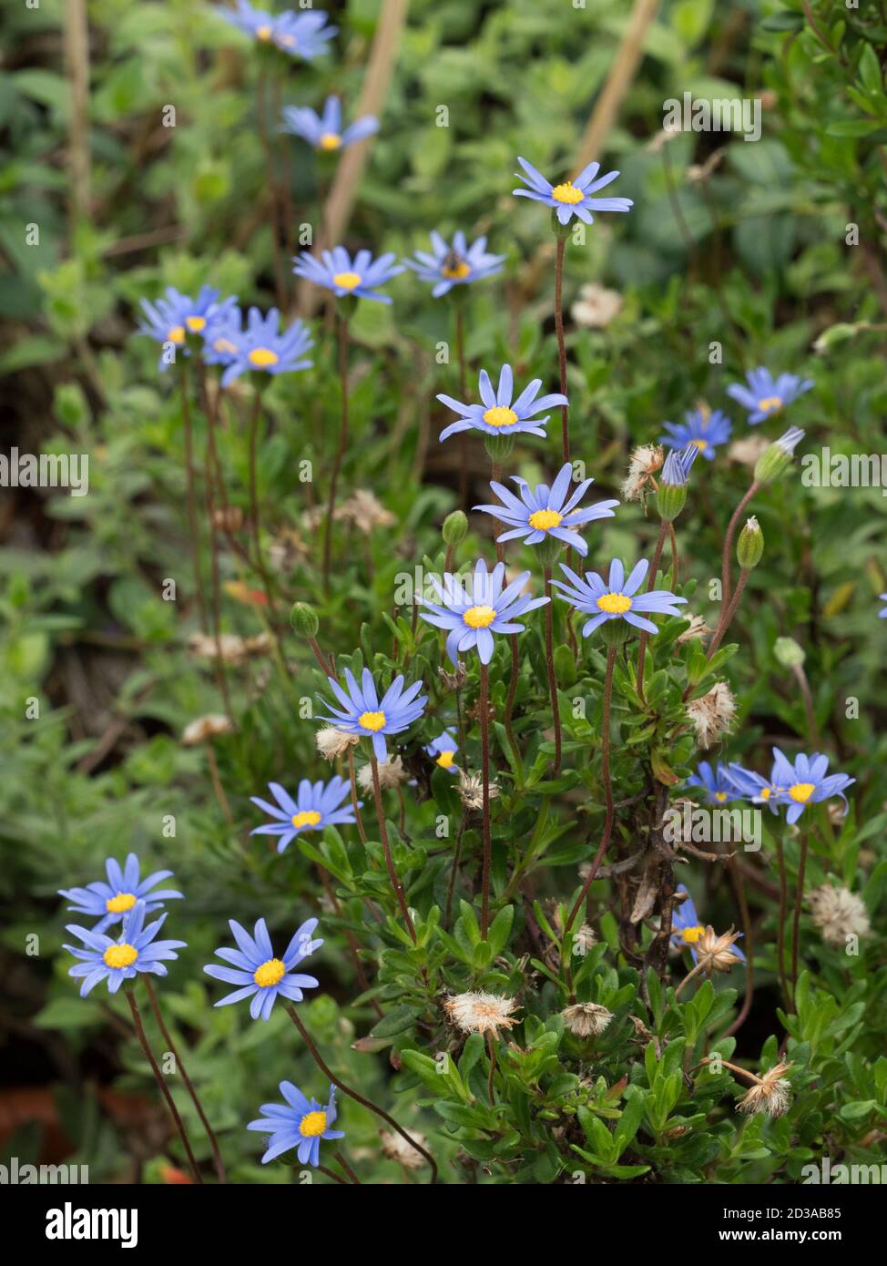 Blue Daisy, Felicia amelloides, in flower, from South Africa Stock ...