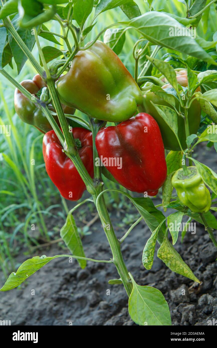 Bell peppers growing on a bush in the garden. Bulgarian or sweet pepper ...