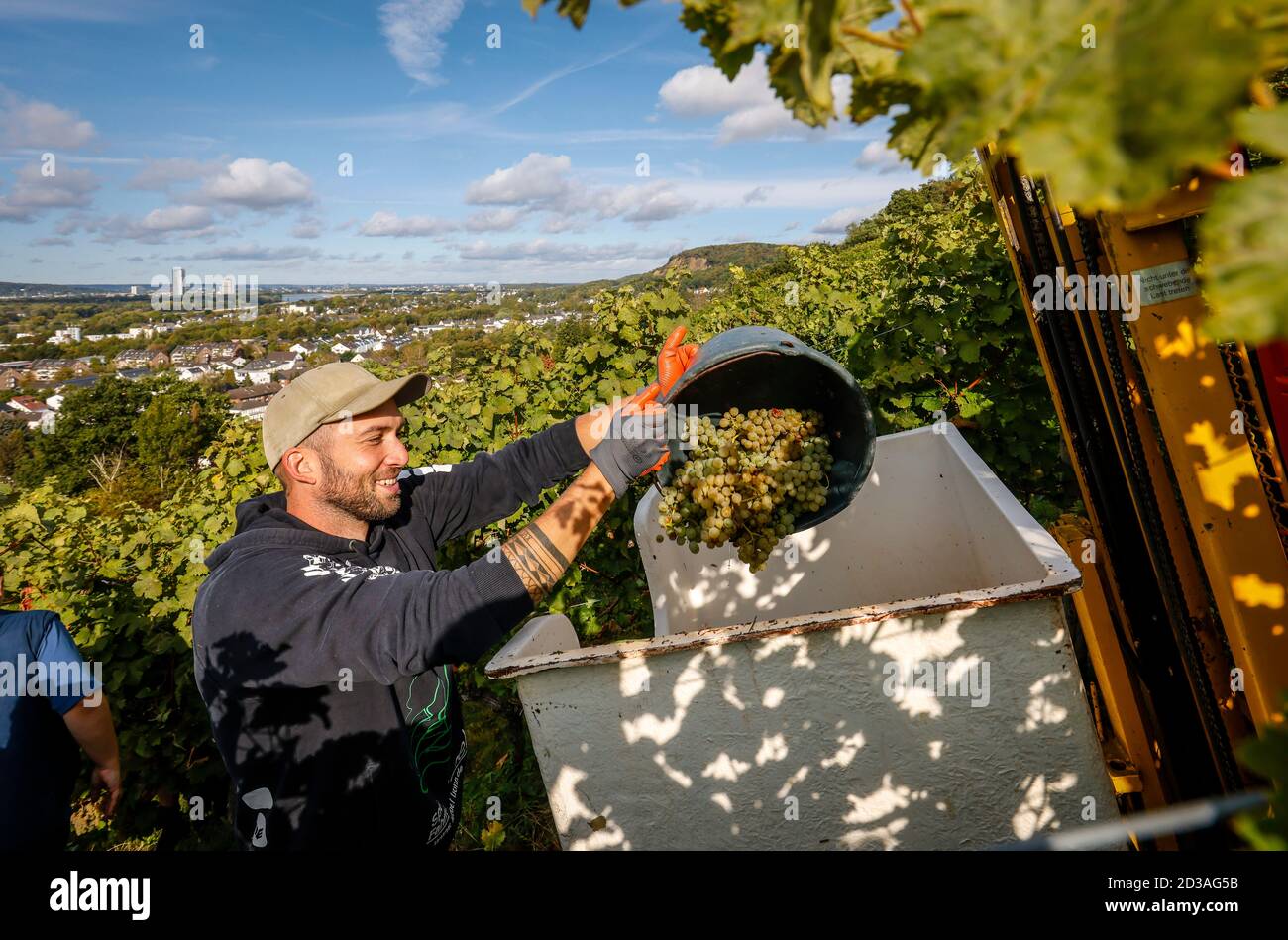 Germany kerner grape harvest in the vineyard hi-res stock photography ...