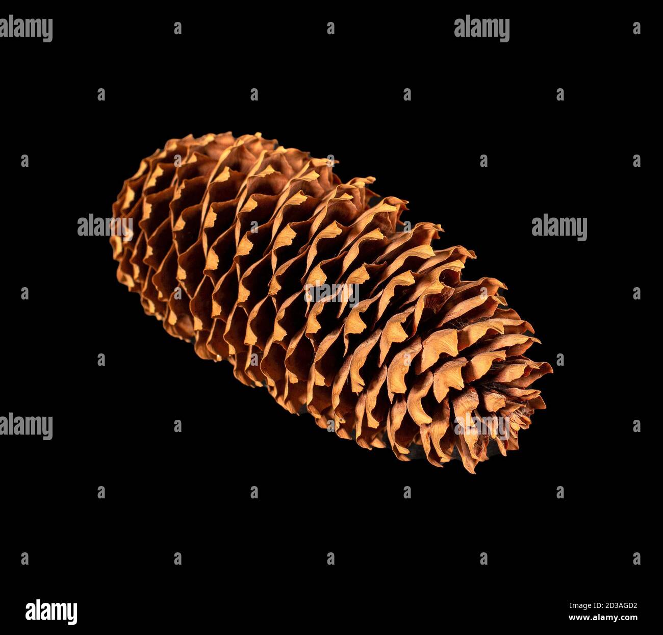 brown pine cone isolated on black background Stock Photo - Alamy