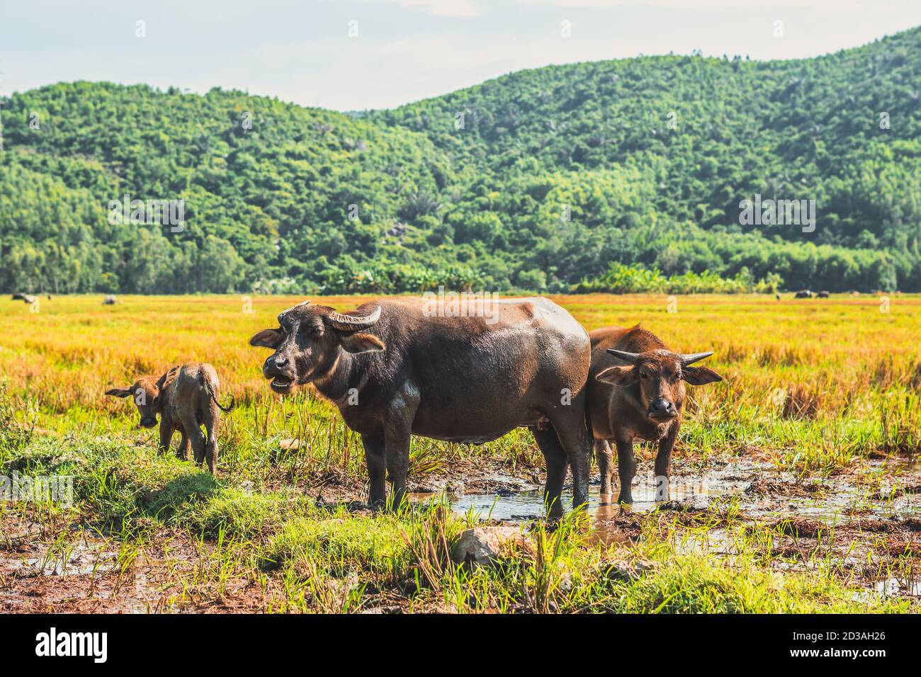 Family of Water Buffalo Standing graze Together rice grass field meadow ...