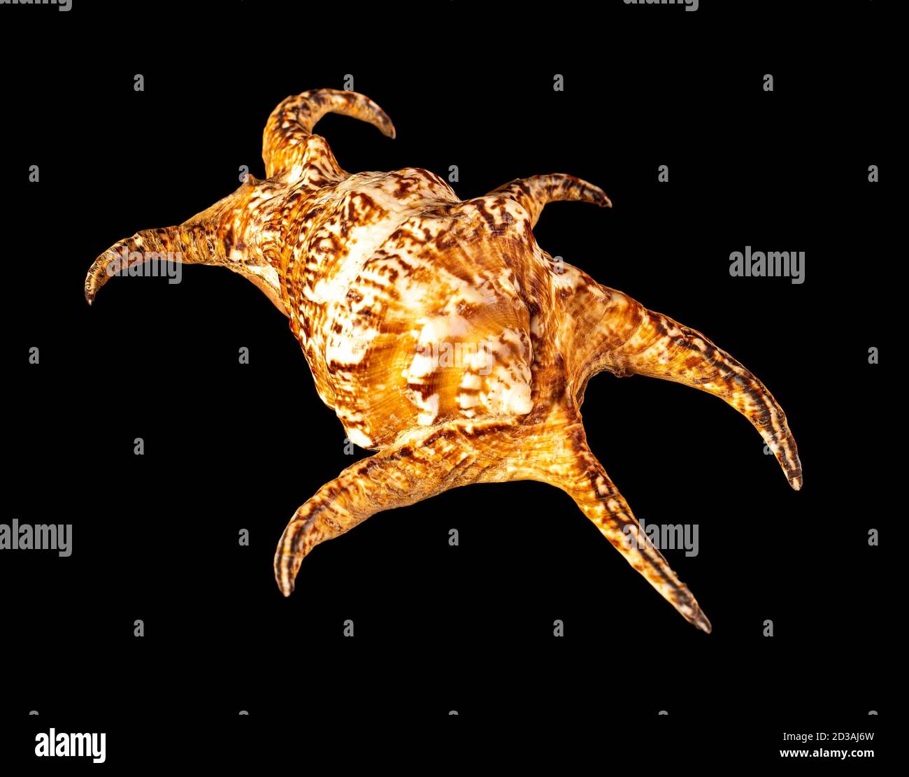 Seashell species hi-res stock photography and images - Alamy