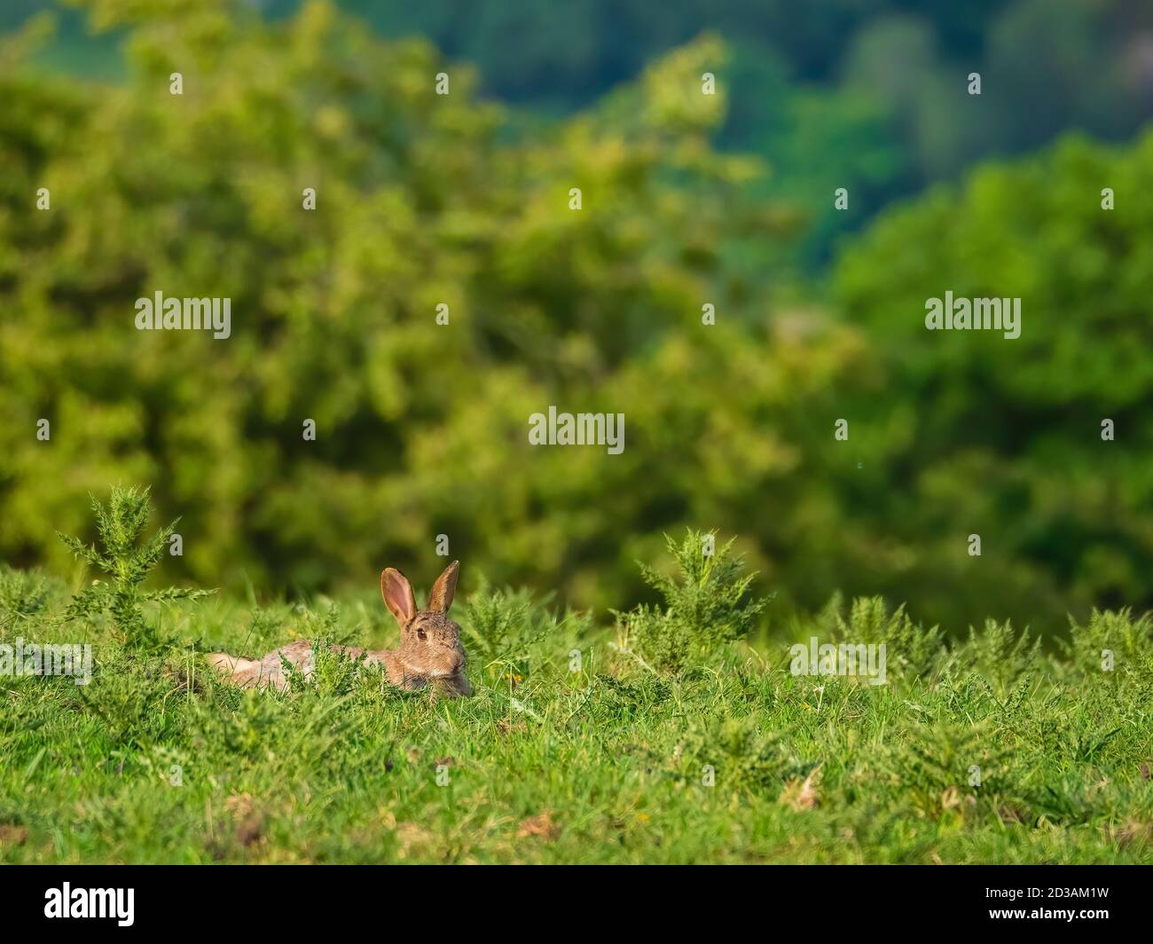 Rabbits tail hi-res stock photography and images - Alamy