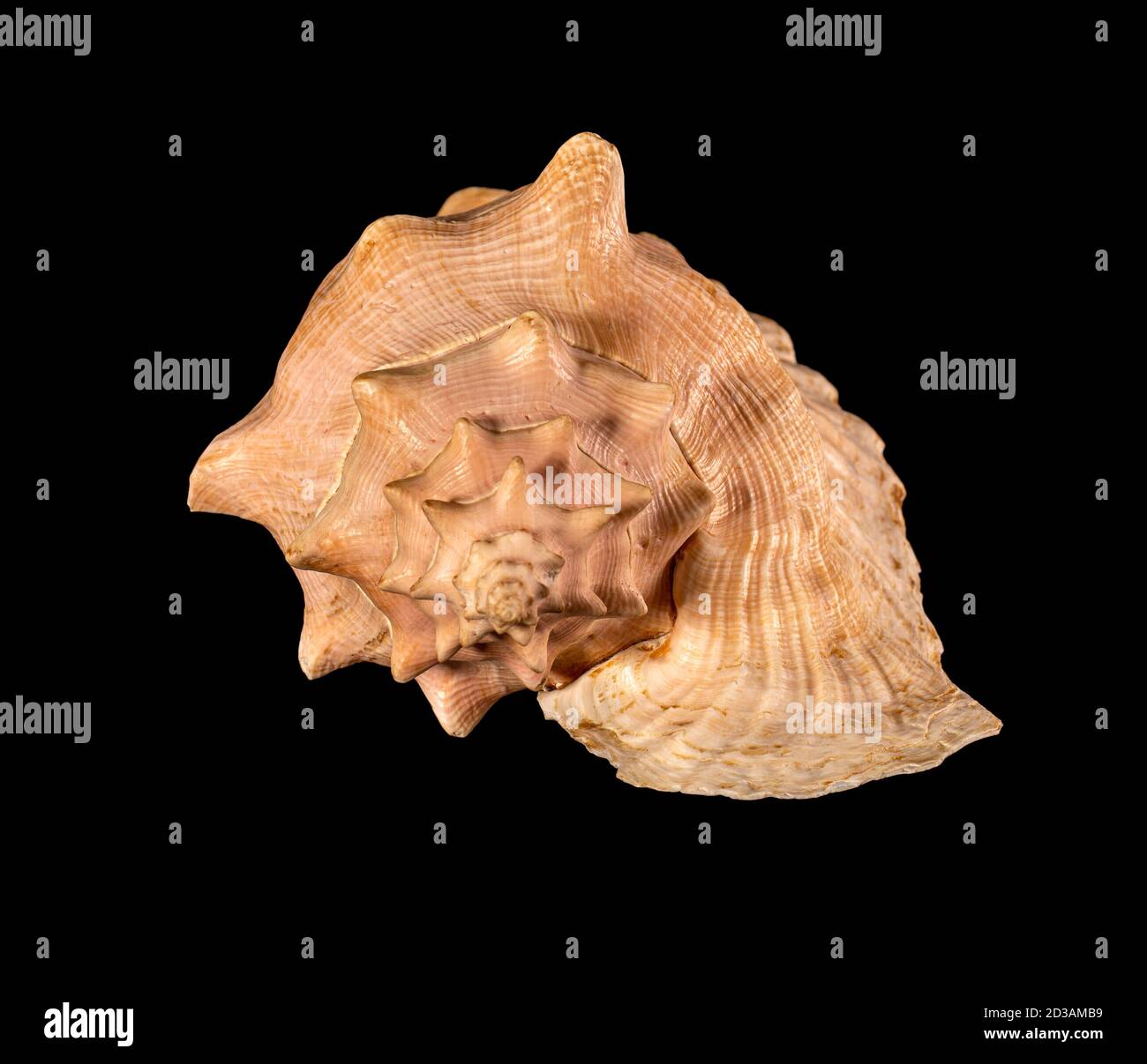 Black flat sea shell hi-res stock photography and images - Alamy