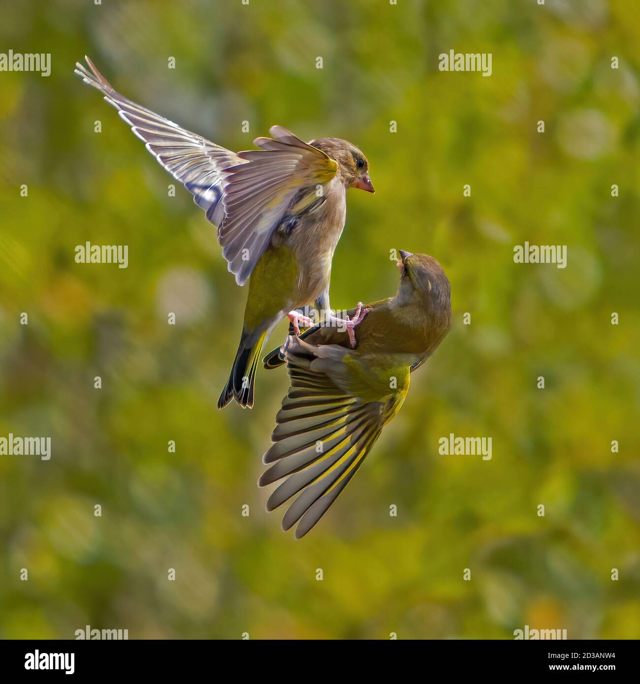Two birds fighting in the air hi-res stock photography and images - Alamy