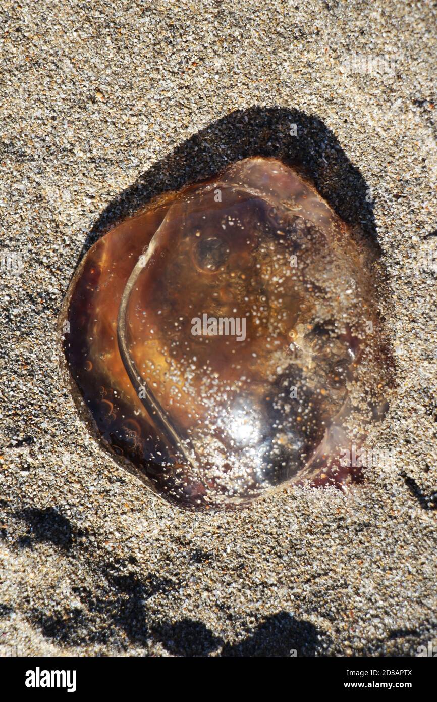 Qualle hi-res stock photography and images - Alamy